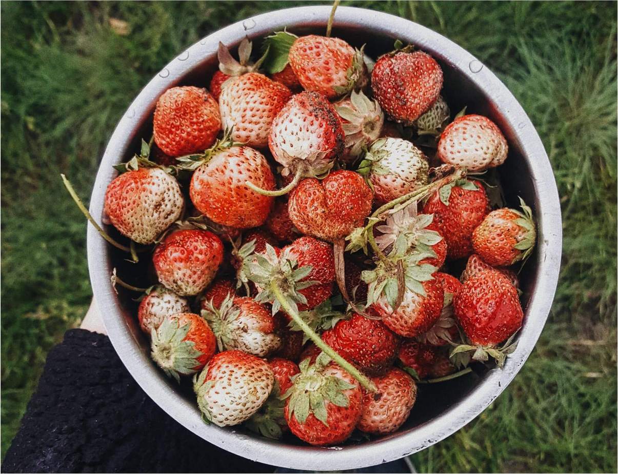 Essential Guide To Fruit Picking Jobs In Perth