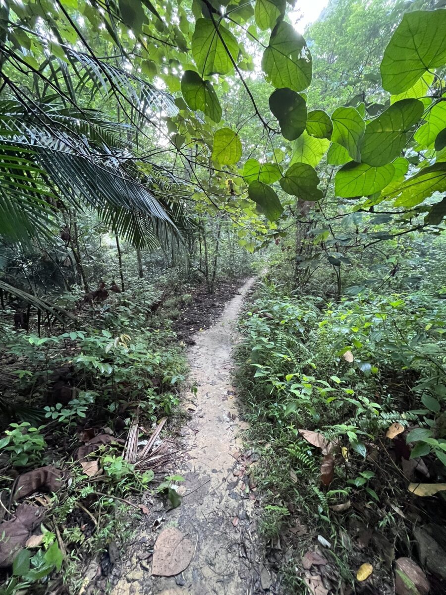 Hiking In Selangor: 25 Easy To Hard Fun Trails! [2024 Update] - WWB